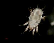 Are Mites Parasites? Unraveling the Truth Behind These Tiny Creatures ...