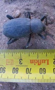 Darkling Beetle Life Cycle: A Fascinating Journey Explained - What's ...