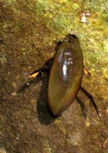 Giant Water Bug Life Cycle: Exploring Nature's Fascinating Predators ...