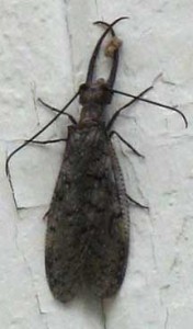 10 Dobsonfly Interesting Facts (And Their Larvae Too) - What's That Bug?