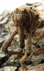 Weevils: All You Need to Know: A Comprehensive Guide for the Curious ...