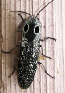 Eyed Click Beetle: All You Need To Know – Essential Facts & Tips ...