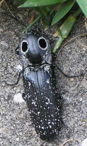 Eyed Click Beetle: All You Need To Know – Essential Facts & Tips ...