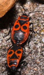 How To Get Rid Of Firebugs In 3 Easy Ways - What's That Bug?