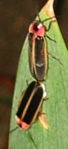 Where To Find Fireflies In California - What's That Bug?
