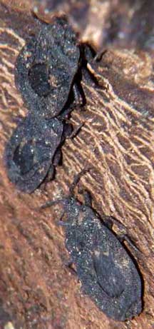 Flat Bugs: All You Need to Know for a Pest-Free Home - What's That Bug?