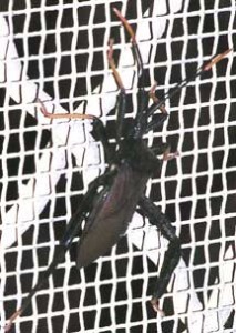 Giant Agave Bug: All You Need To Know For Easy Identification And ...