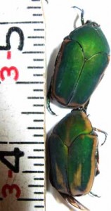 The Truth About June Beetles: Do They Really Bite? Let's Find Out
