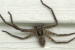Where Do Huntsman Spiders Live? Unraveling Their Living Spaces - What's ...