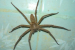 Where Do Huntsman Spiders Live? Unraveling Their Living Spaces - What's ...
