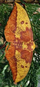 Imperial Moth: All You Need To Know In A Quick Guide - What's That Bug?