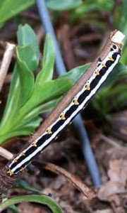 Types Of Inchworms: A Friendly Guide To Identifying Your Tiny Crawlers ...