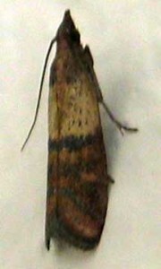 Identifying Indian Meal Moth Larvae vs. Maggots: Key Distinctions