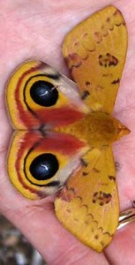 Exploring The World Of The IO Moth: A Detailed Guide - What's That Bug?