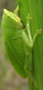 Exploring The Appearance Of Katydids: A Visual Guide - What's That Bug?