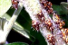 How Do Aphids Reproduce Asexually? Explained - What's That Bug?