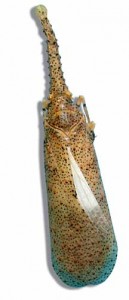 Spotted Lanternfly: All You Need To Know For A Bug-Free Life - What's ...