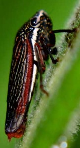 Leafhopper: All You Need To Know About These Garden Pests - What's That ...