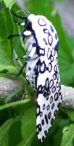 Giant Leopard Moth Life Cycle Unveiled: A Journey Explained - What's ...