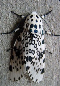 Giant Leopard Moth Life Cycle Unveiled: A Journey Explained - What's ...
