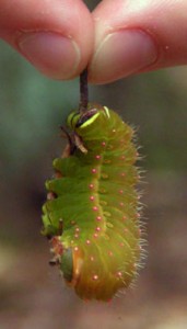 Luna Moth Eggs: All You Need To Know For Successful Rearing - What's ...
