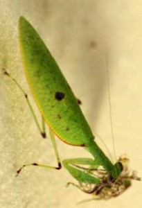 What Do Praying Mantis Eat? A Quick Guide To Their Diet - What's That Bug?