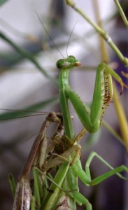 What Do Praying Mantis Eat? A Quick Guide To Their Diet - What's That Bug?