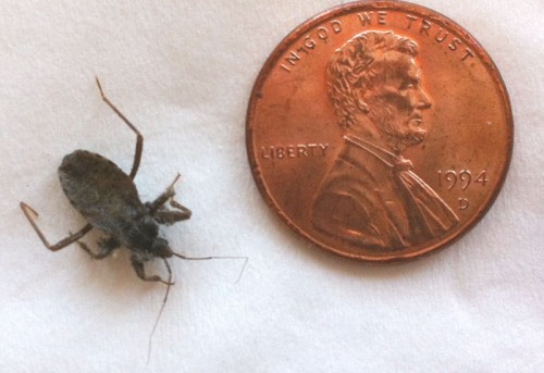 Does Masked Hunter Mean Bed Bugs? Uncovering the Connection - What's ...