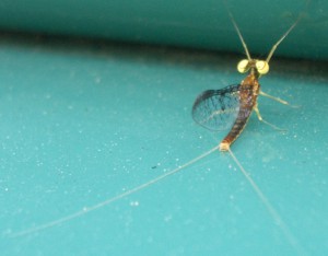 Mayfly vs Mosquito: Unraveling the Differences and Impacts - What's ...