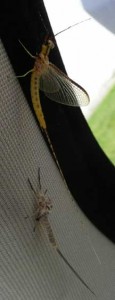 Mayfly Life Cycle: A Fascinating Journey Explained - What's That Bug?