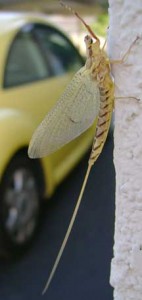 Mayfly Life Cycle: A Fascinating Journey Explained - What's That Bug?