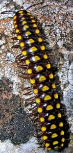 Do Millipedes Bite? Truth Revealed - What's That Bug?