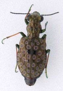 Tiger Beetle: All You Need To Know In A Nutshell - What's That Bug?