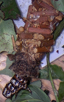 What Eats Bagworms? Tips and Tricks To Manage These Pests - What's That ...