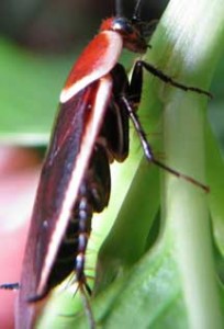 A Beginner's Guide To Identifying Different Types Of Roaches - What's ...