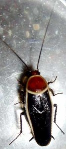 A Beginner's Guide To Identifying Different Types Of Roaches - What's ...