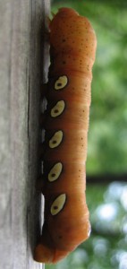 Pandora Sphinx Moth: Essential Facts And Insights - What's That Bug?