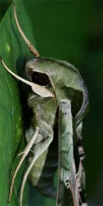 Pandora Sphinx Moth: Essential Facts And Insights - What's That Bug?