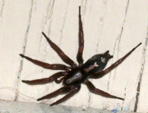 Eastern Parson Spider: All You Need to Know in a Nutshell - What's That ...