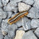 Do Millipedes Bite? Truth Revealed - What's That Bug?