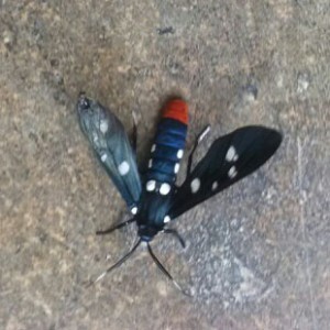 Polka Dot Wasp Moth: All You Need to Know in a Nutshell - What's That Bug?