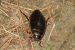 Diving Beetle - All You Need To Know - What's That Bug?