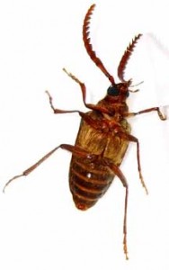 Prionus Beetle: All You Need To Know - Quick Guide On Biology And ...