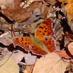 Question Mark Butterfly: All You Need To Know In A Nutshell - What's ...