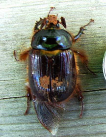 Rain Beetle: All You Need to Know About These Unique Insects - What's ...