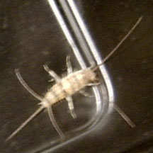 What Eats Silverfish: Uncovering Natural Predators - What's That Bug?