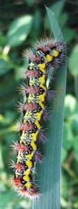 American Dagger Moth: All You Need To Know In A Quick Guide - What's ...