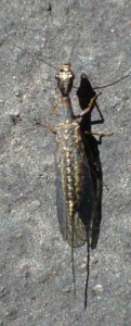 Snakefly - All You Need To Know - What's That Bug?