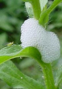 Spittle Bug: All You Need To Know In A Nutshell - What's That Bug?