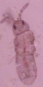 How To Get Rid Of Springtails Naturally? Helpful Tips - What's That Bug?